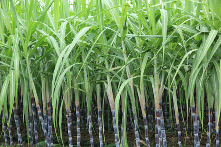 3.Sugarcane